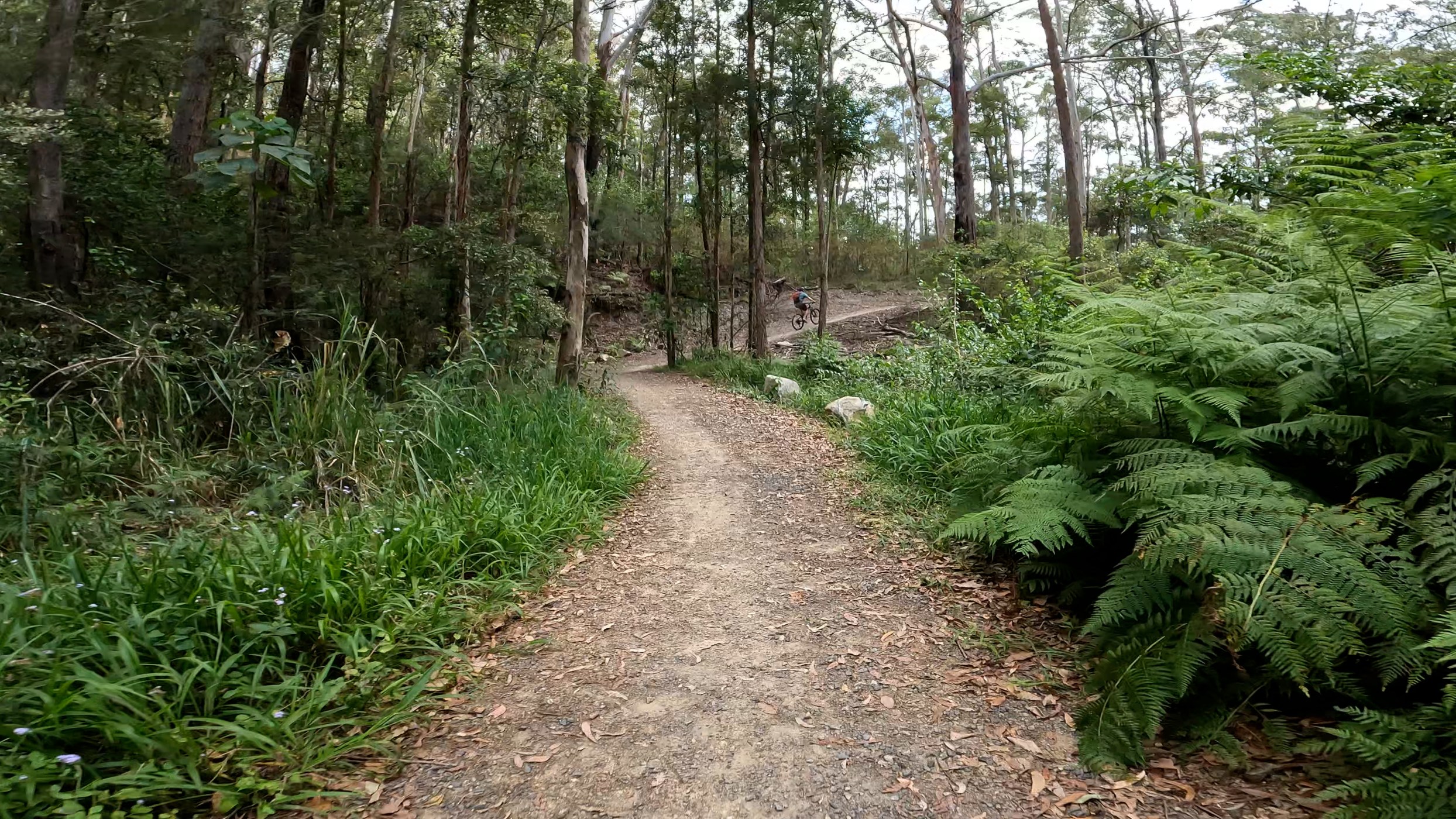 Cooroora MTB Trail | Scenic Mountain Biking from Pomona to Cooran